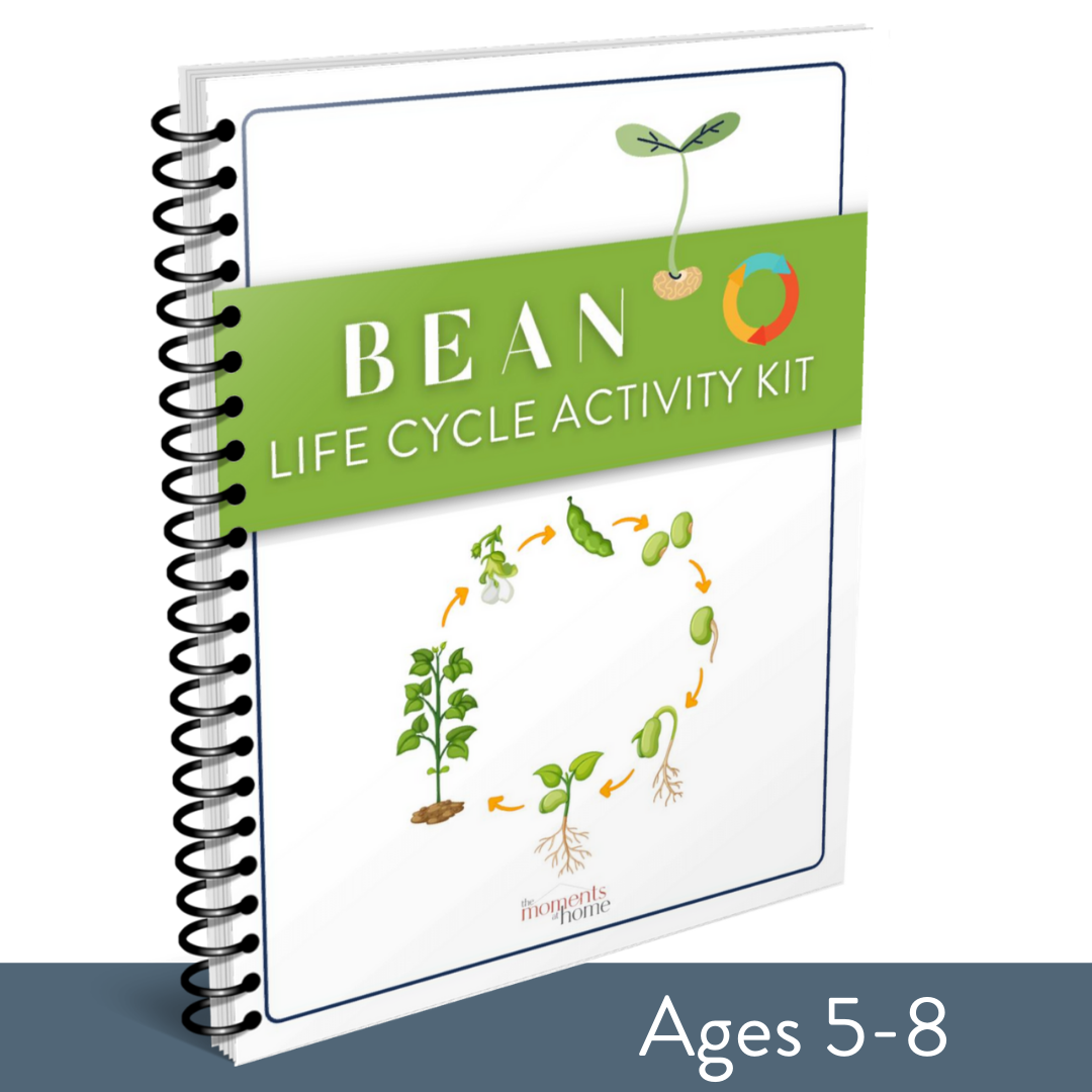 Bean Life Cycle Activity Kit – The Moments At Home